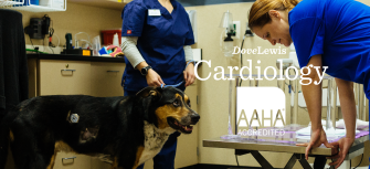 Trusted Pet Cardiology | DoveLewis